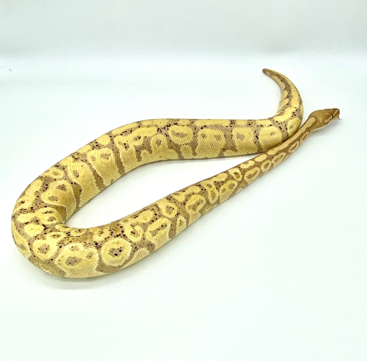 Banana/Coral Glow - Possible Female Maker Ball Python by The Texas ...