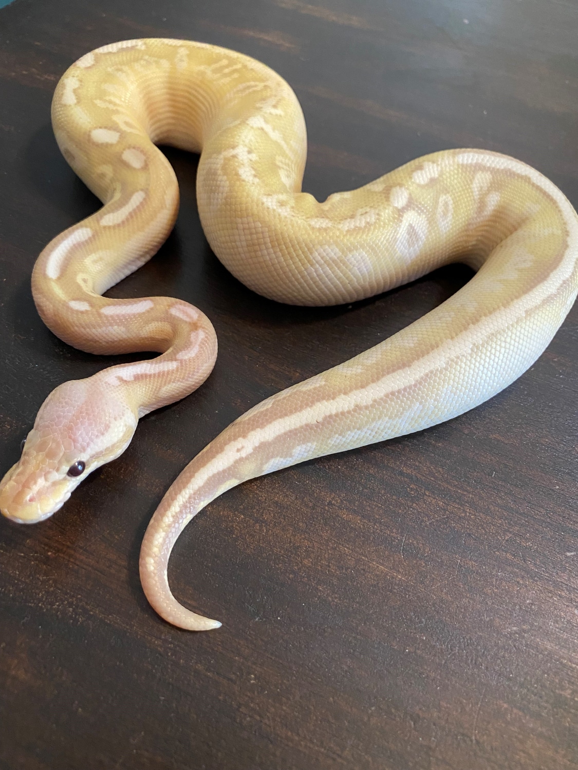 Coral Glow Calico Black Pewter Ball Python by The Texas Python Project ...