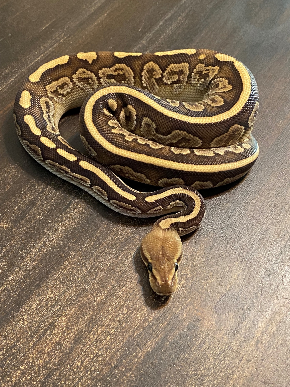 Mahogany Lesser Probable Spotnose Ball Python by The Texas Python ...