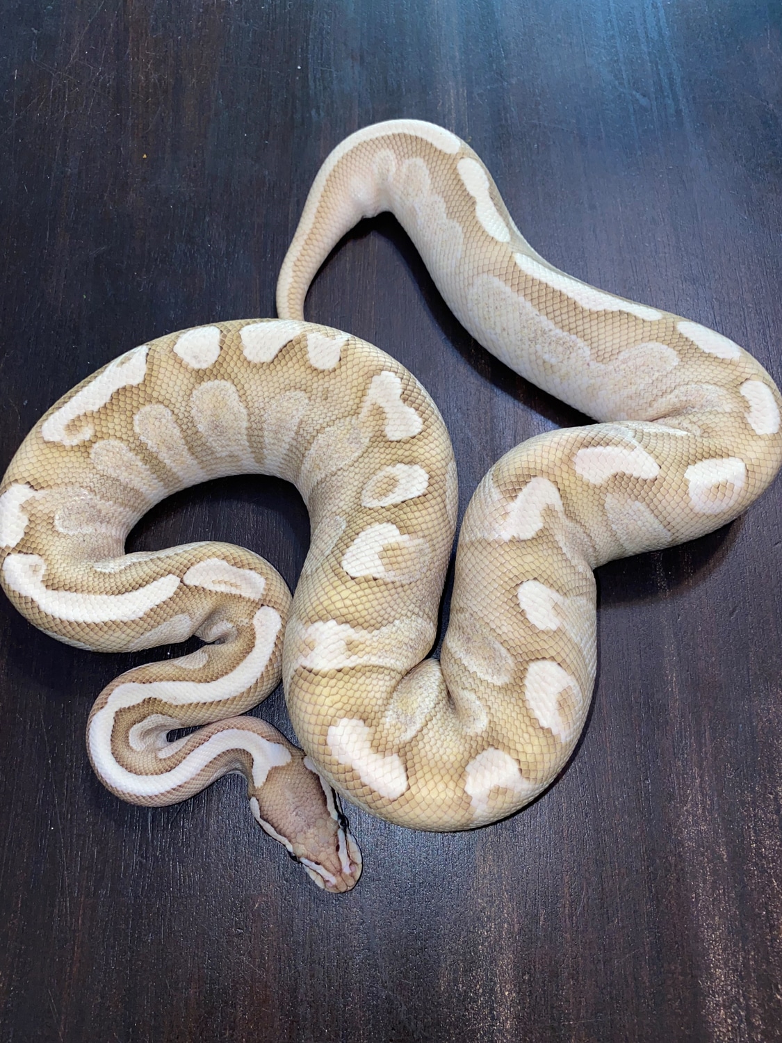 GHI Orange Dream Fire Lesser Ball Python by The Texas Python Project ...