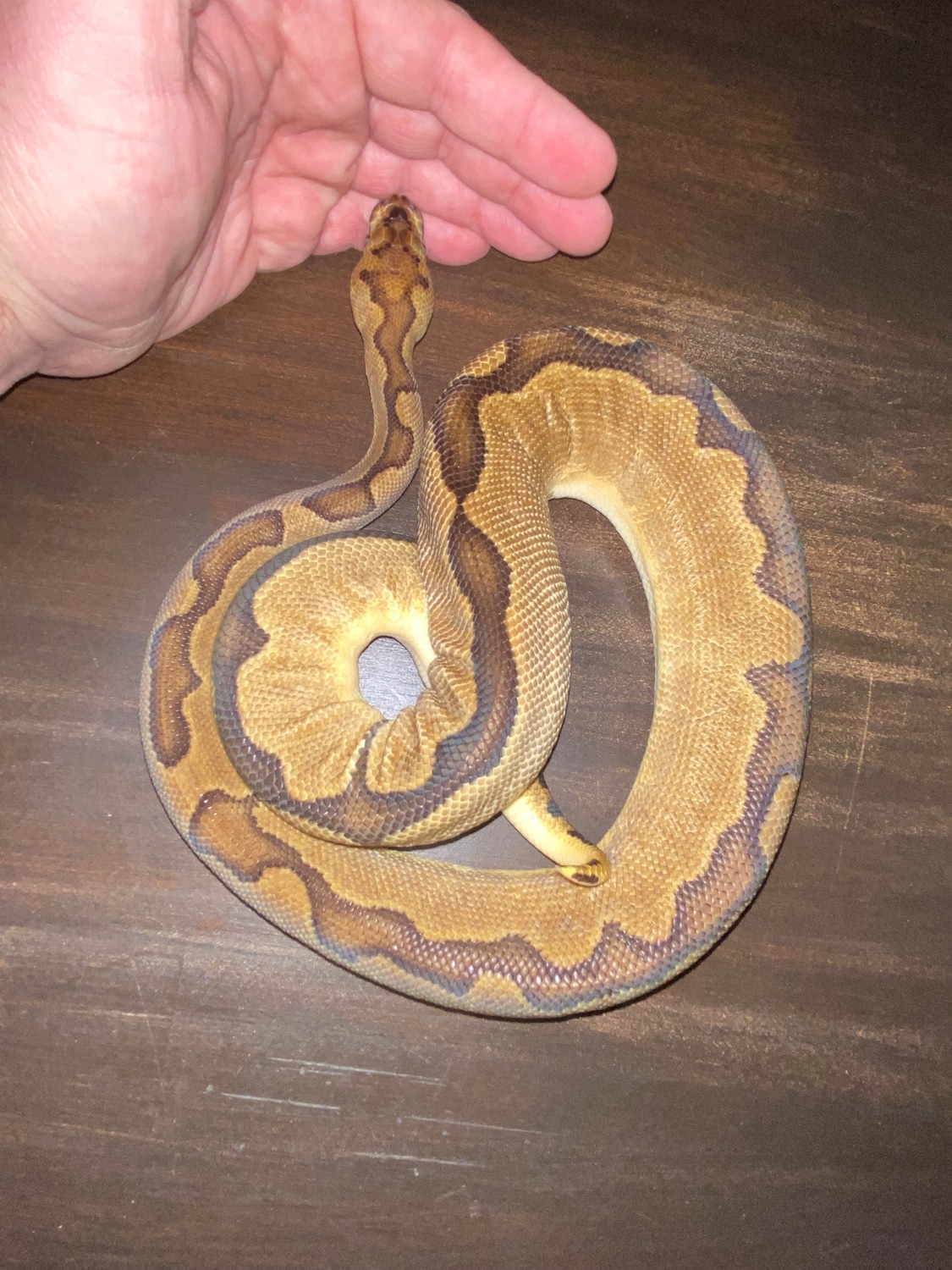 Super Enchi Clown Ball Python by The Texas Python Project - MorphMarket