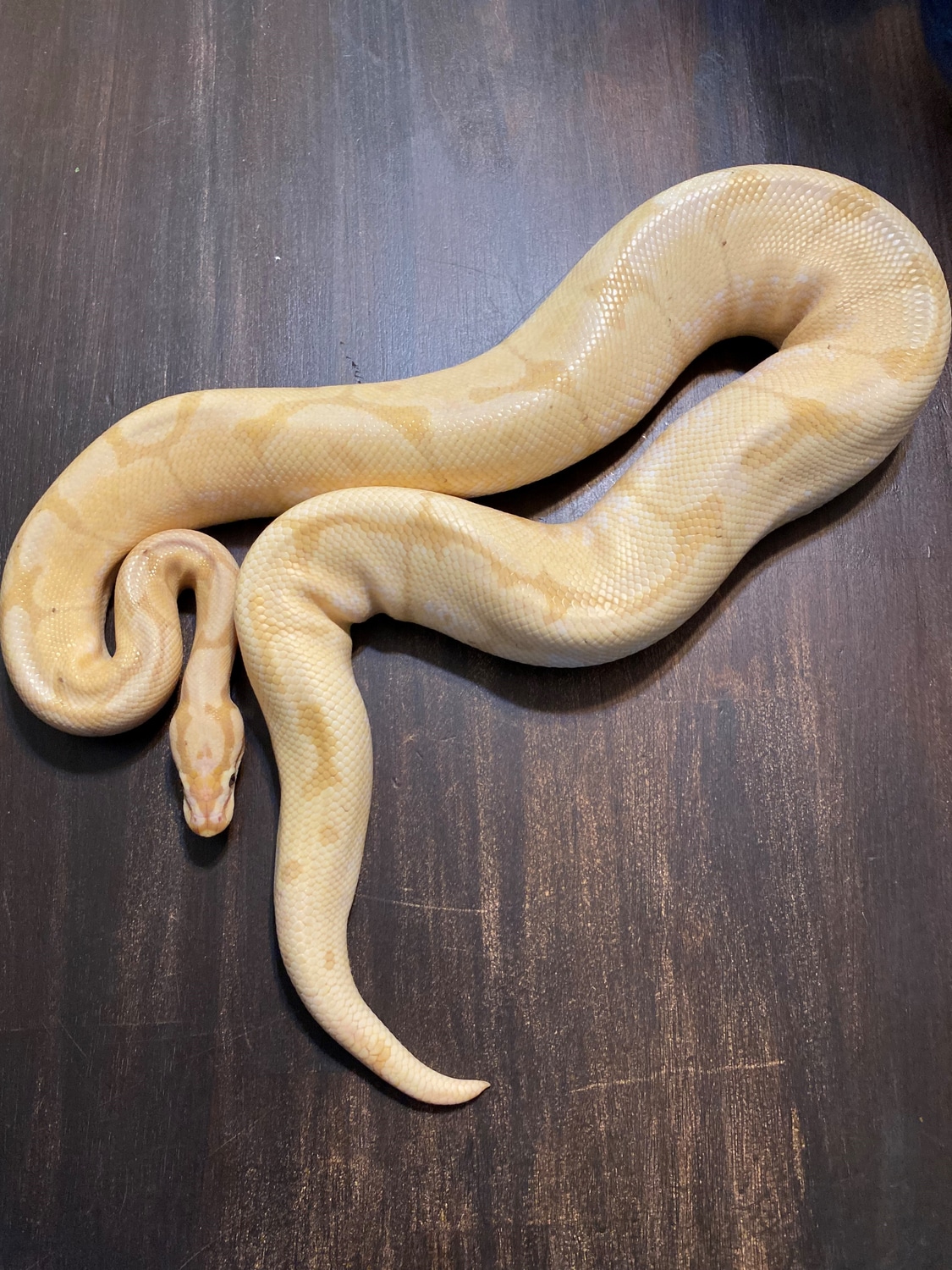 Female Maker Banana Spider Het Pied 50% Het VPI Axanthic Ball Python by ...