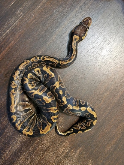 GHI 50% Double Het Clown Albino Ball Python by The Texas Python Project