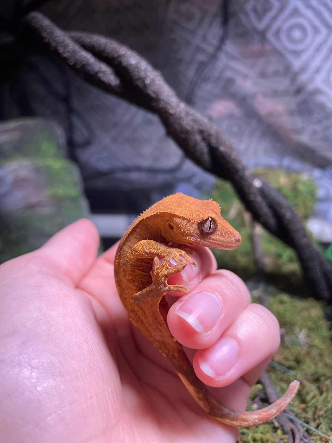 Red Flame Crested Gecko by Reptiles on the Rez - MorphMarket