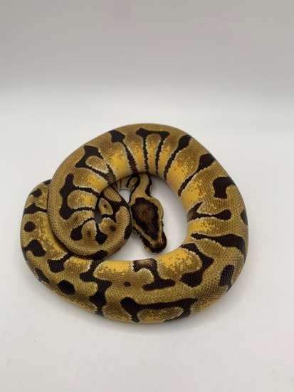 Super Enchi Ball Python by Littlehampton Exotics
