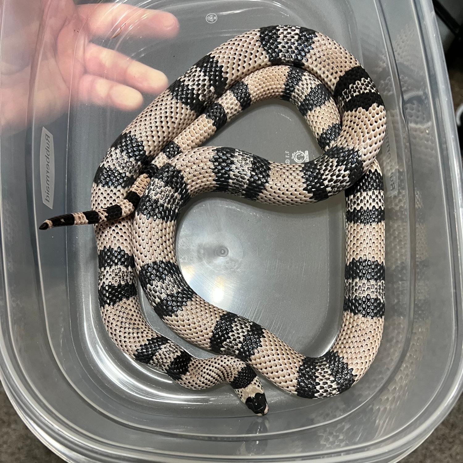 Anery Milk Double Het Honduran Milk Snake by Louisiana Milk Dude ...
