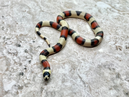 Stuart’s Milk, White Aberrant, Pure Lines Stuart's Milk Snake by ...