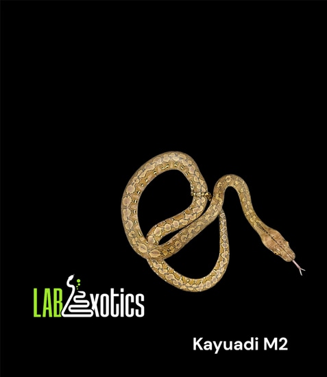 F2 Pure Kayuadi SD Retic 66% Het Anery Reticulated Python by LAB Exotics