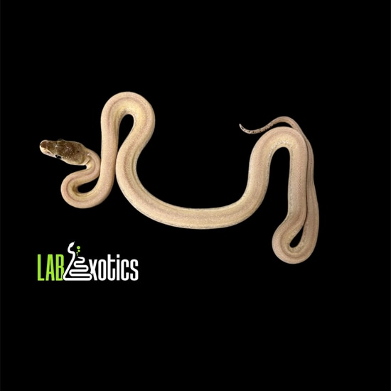 56.25% SD/D Anery Motley Ultra Ivory Reticulated Python by LAB Exotics