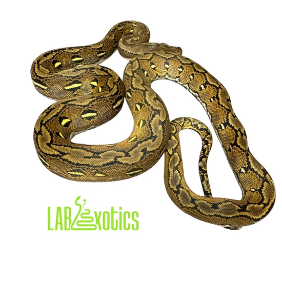 F1 Pure Mindanao Phillipine (Southern) Reticulated Python by LAB Exotics