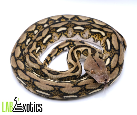 Tiger Het Ocelot 50% Het Indo Caramel Reticulated Python by LAB Exotics