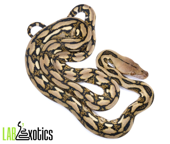 Tiger 100% Het Ocelot/rainbow Pos Het Indo Caramel Reticulated Python ...