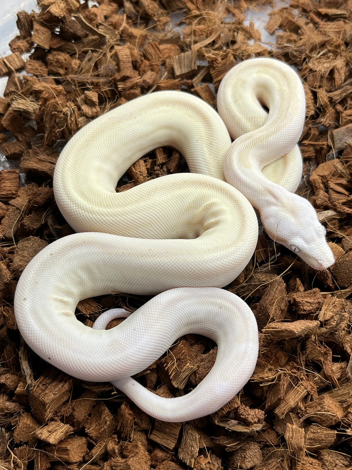 Labyrinth Vpi Snowglow Boa Constrictor by DConstrictor - MorphMarket