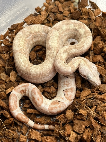 Labyrinth Vpi Sunglow Paradox 66% Het Anery Type 1 Boa Constrictor by ...