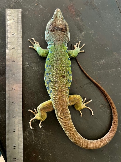 Jeweled Lacerta by Lizards