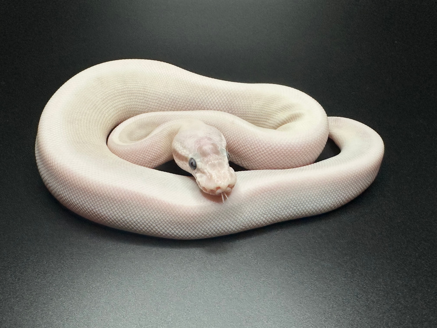 Super Mojave BEL Ball Python by Lace Balls - MorphMarket