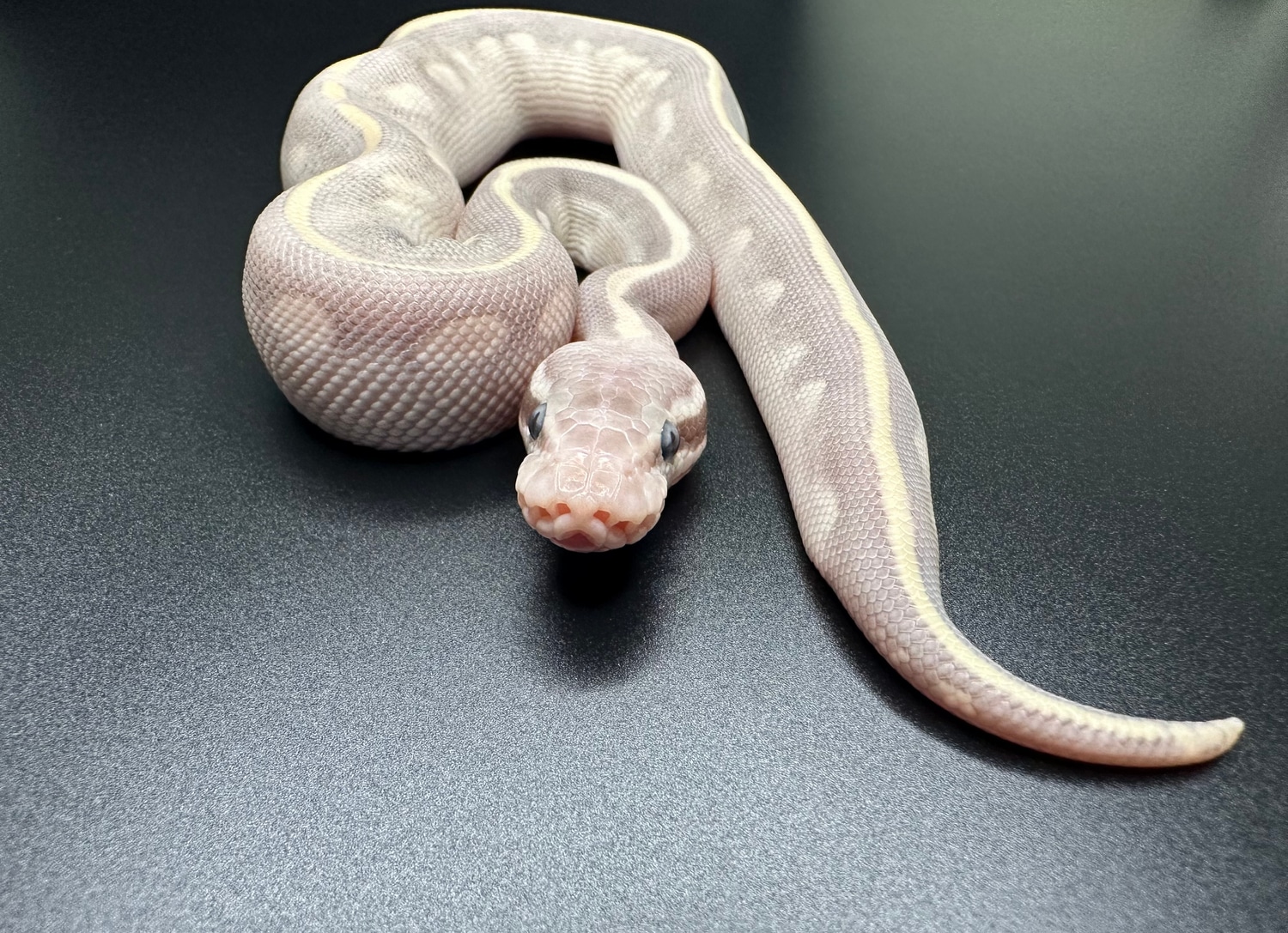 Purple Passion Ball Python by Lace Balls - MorphMarket