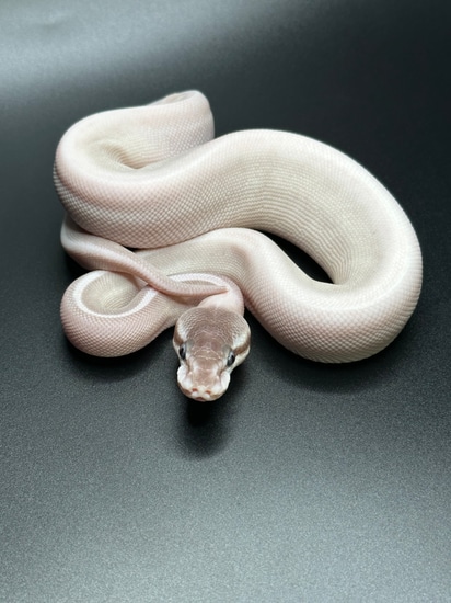 Purple Passion Ball Python by Lace Balls