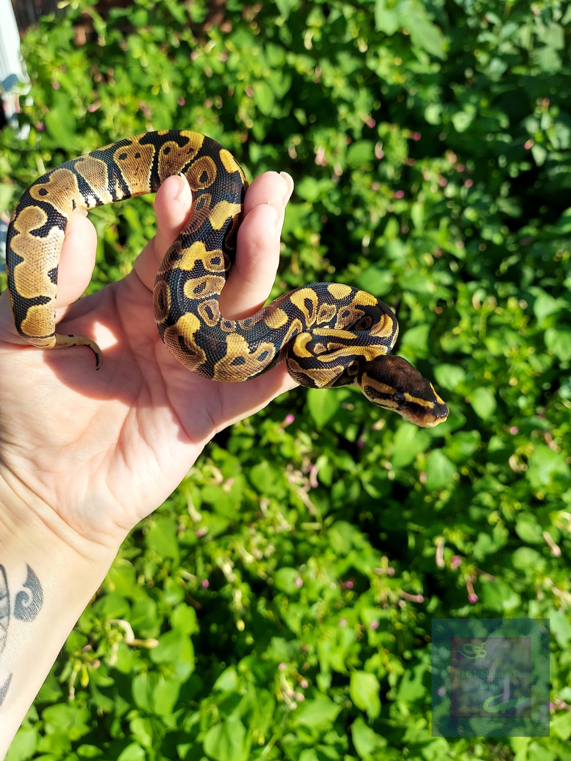 Yellowbelly Hidden Gene Woma Ball Python by J & L Slitherin Tailz ...