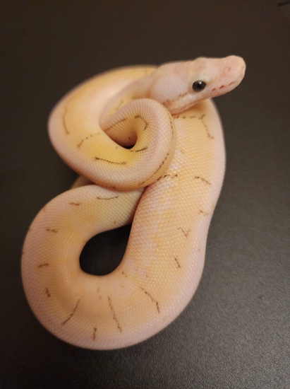 Firefly Spider Pin Ball Python by Black clown morphs