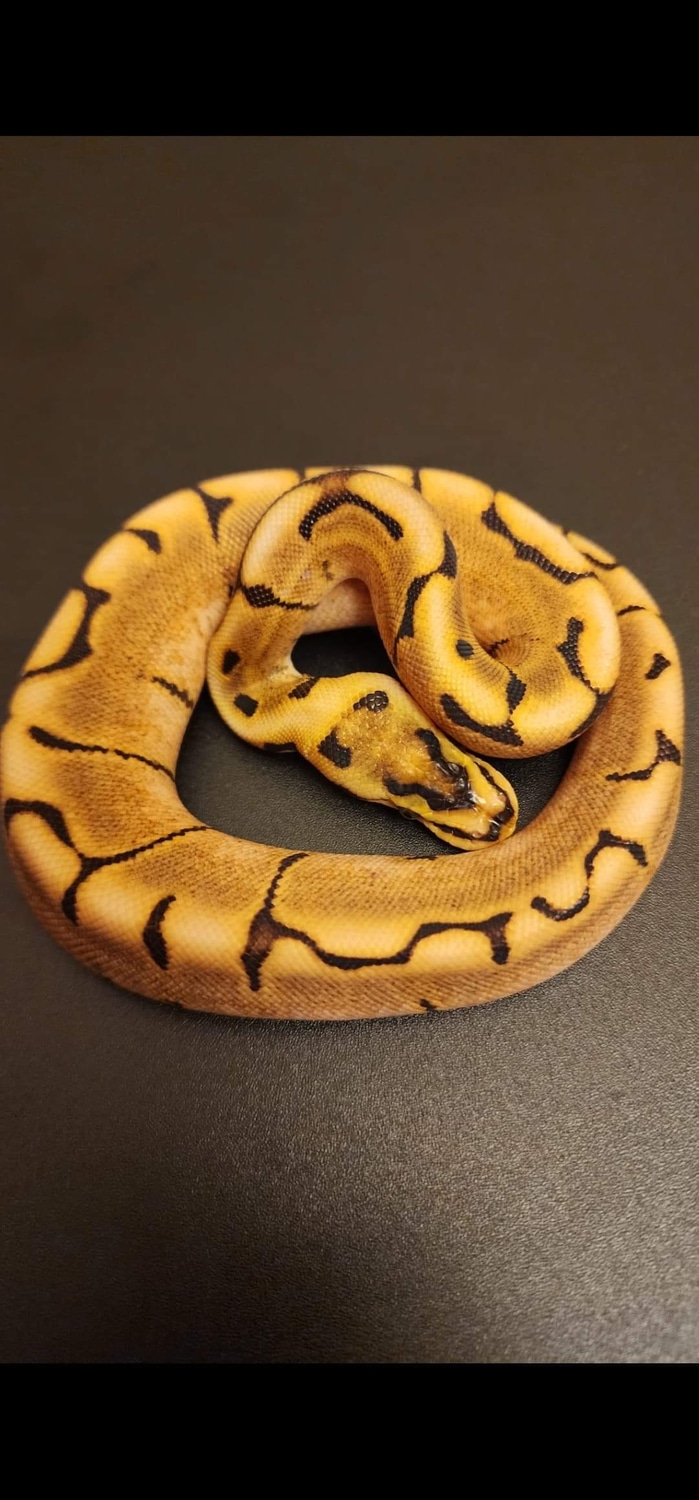 Enchi Fire Bee Ball Python by Black clown morphs - MorphMarket
