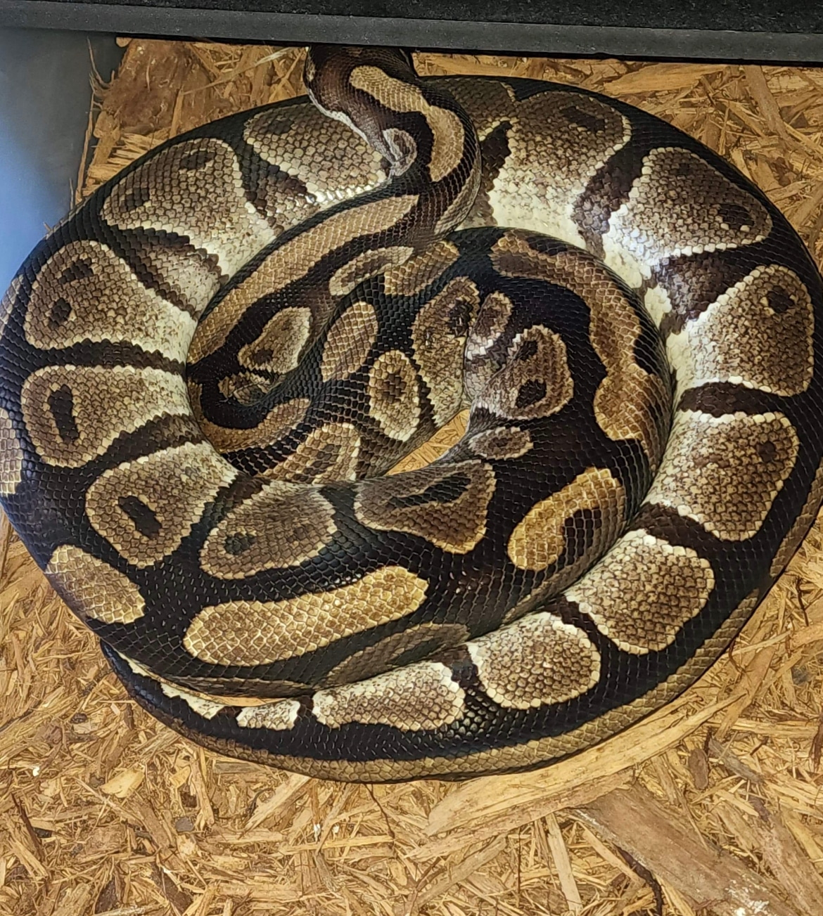 Normal Ball Python by Black clown morphs - MorphMarket