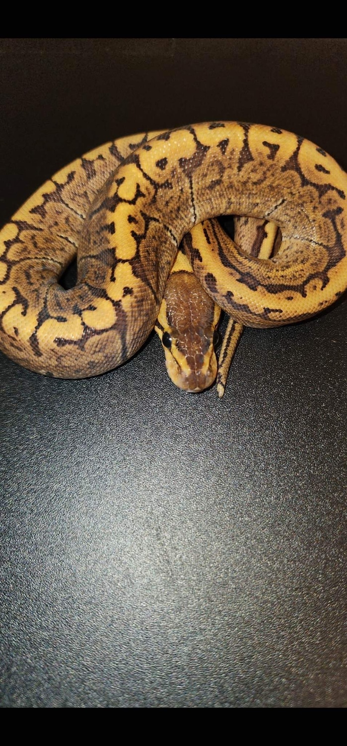 Ghi Pinstripe Ball Python by Black clown morphs - MorphMarket