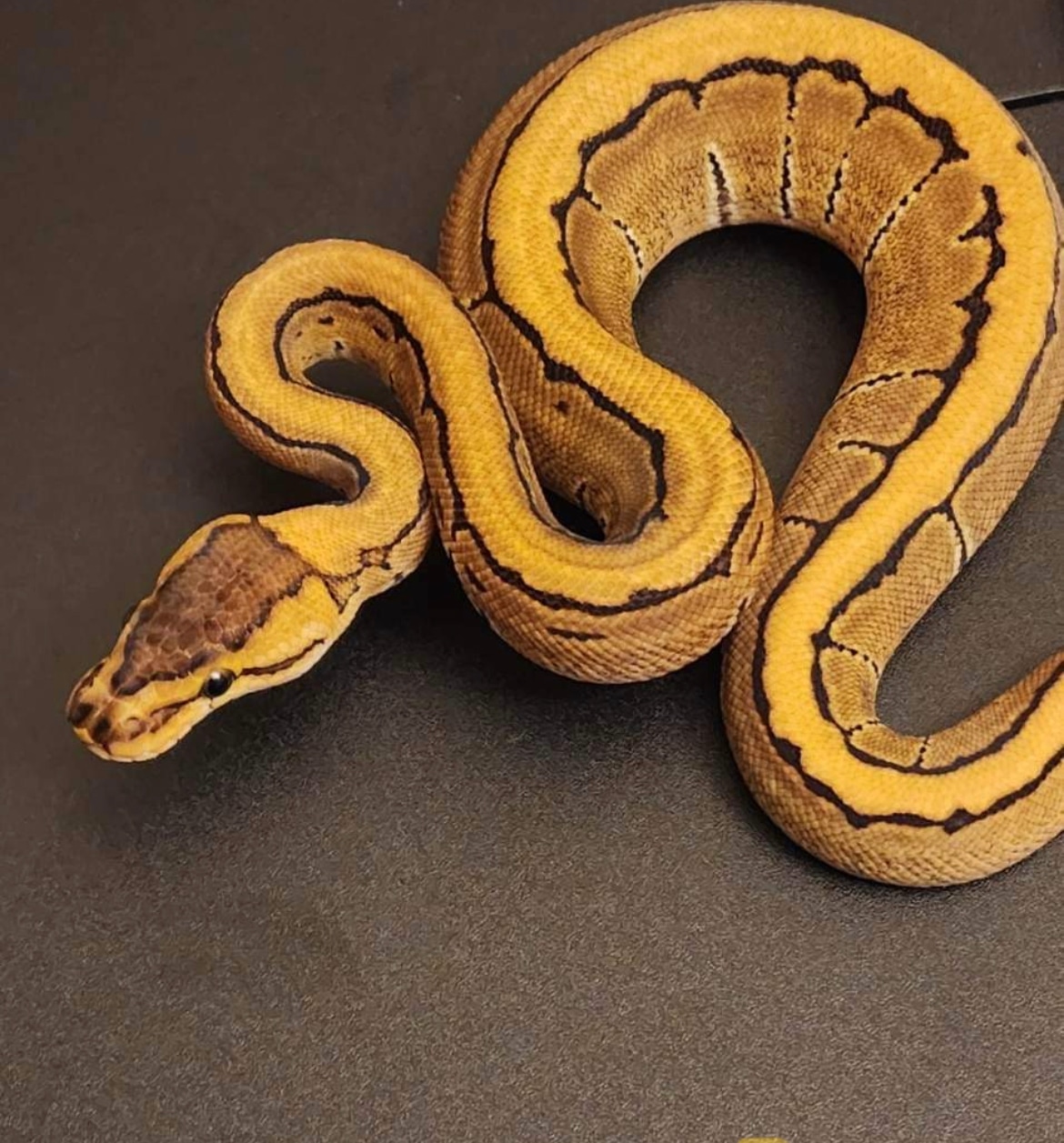 Enchi Pinstripe 100% Het Clown Ball Python by Black clown morphs ...