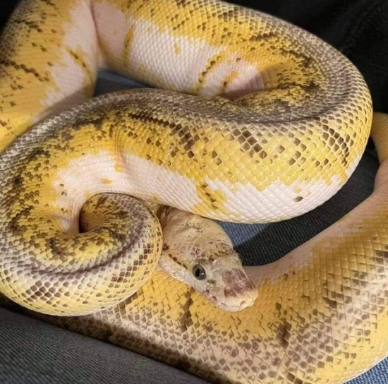 Proven Breeder Spider Pastel Pinstripe Ball Python by Black clown morphs