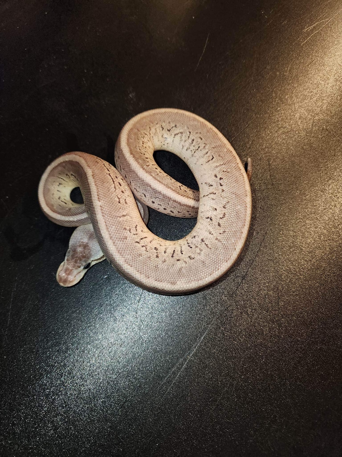 Pewter Blast Ball Python by Black clown morphs - MorphMarket