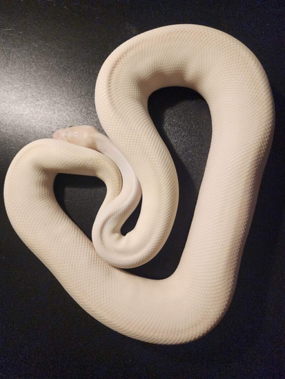 Ivory Ball Python by Black clown morphs