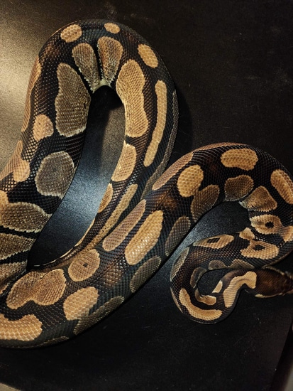 Normal Ball Python by Black clown morphs