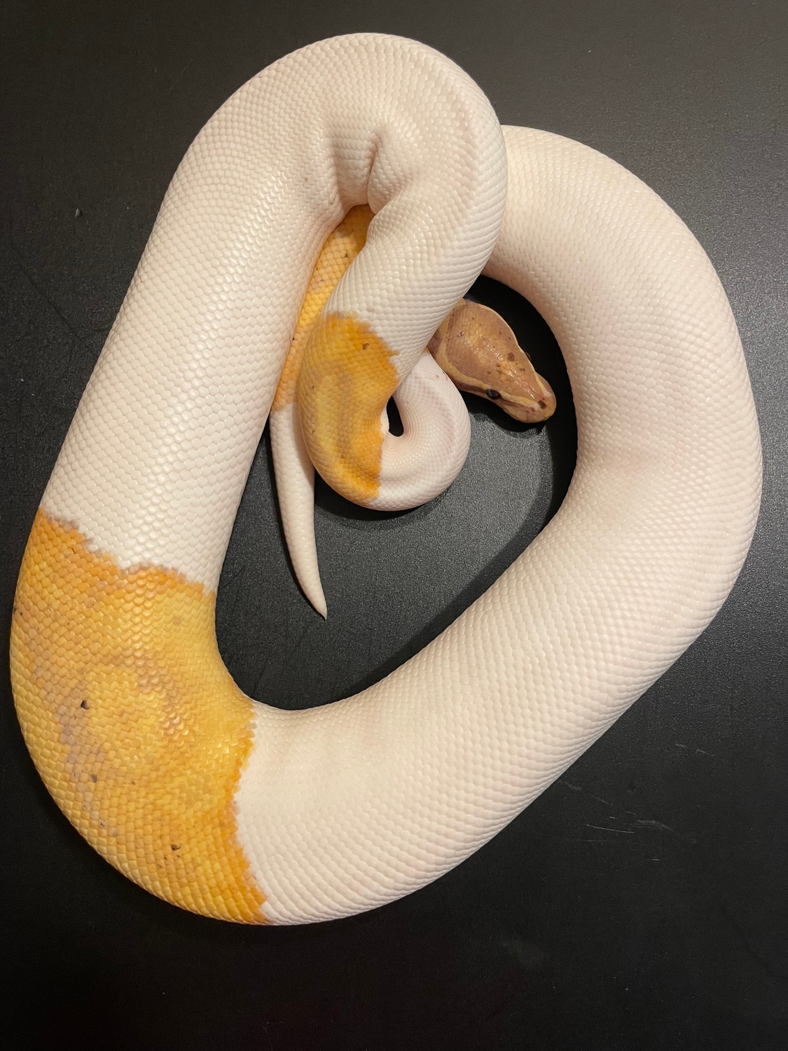 Banana Pied Ball Python by Black clown morphs - MorphMarket