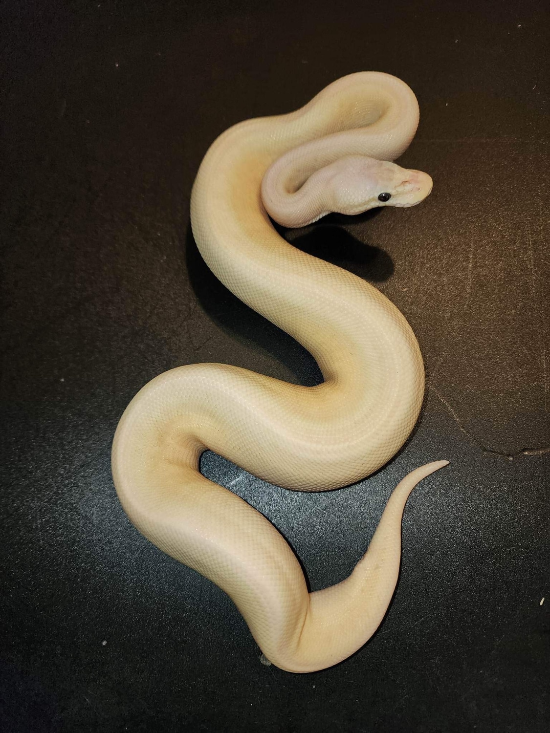 Banana Cinnamon Pinstripe Fire Pastel Ball Python by Black clown morphs ...