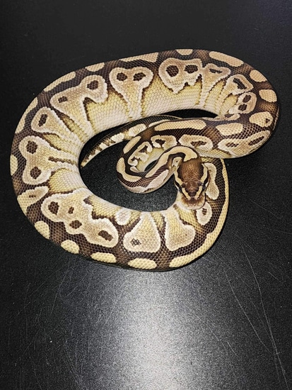 Butter 100% Het Clown Ball Python by Black clown morphs
