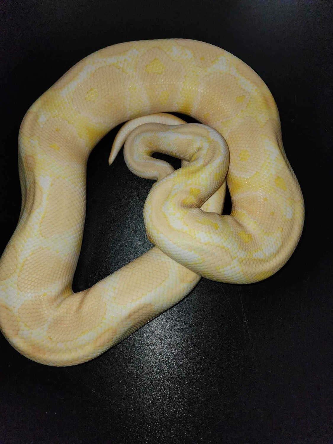 Albino Pos Het Pied Ball Python by Black clown morphs - MorphMarket