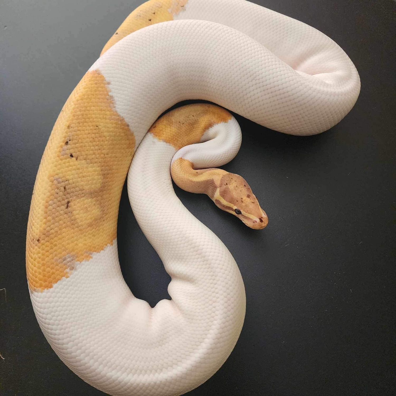 Banana Pied Ball Python by Black clown morphs - MorphMarket