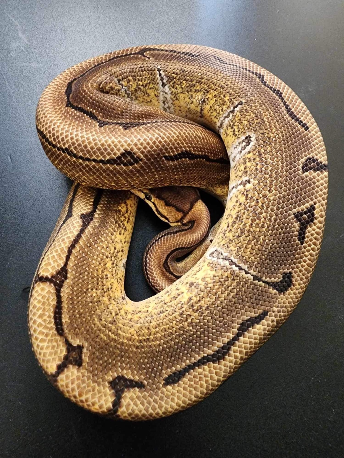 Enchi Pinstripe 100% Het Clown Ball Python by Black clown morphs ...