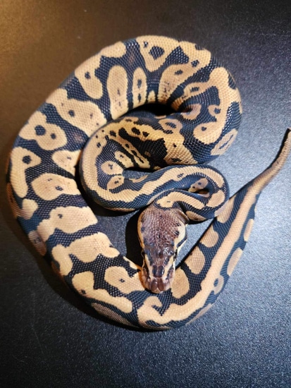 Pastel Acid/ Confusion Poss Granite Ball Python by Black clown morphs