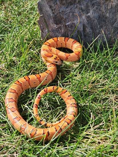 Extreme Orange Variable Kingsnake Nuevo Leon Kingsnake by Ladyreptilez