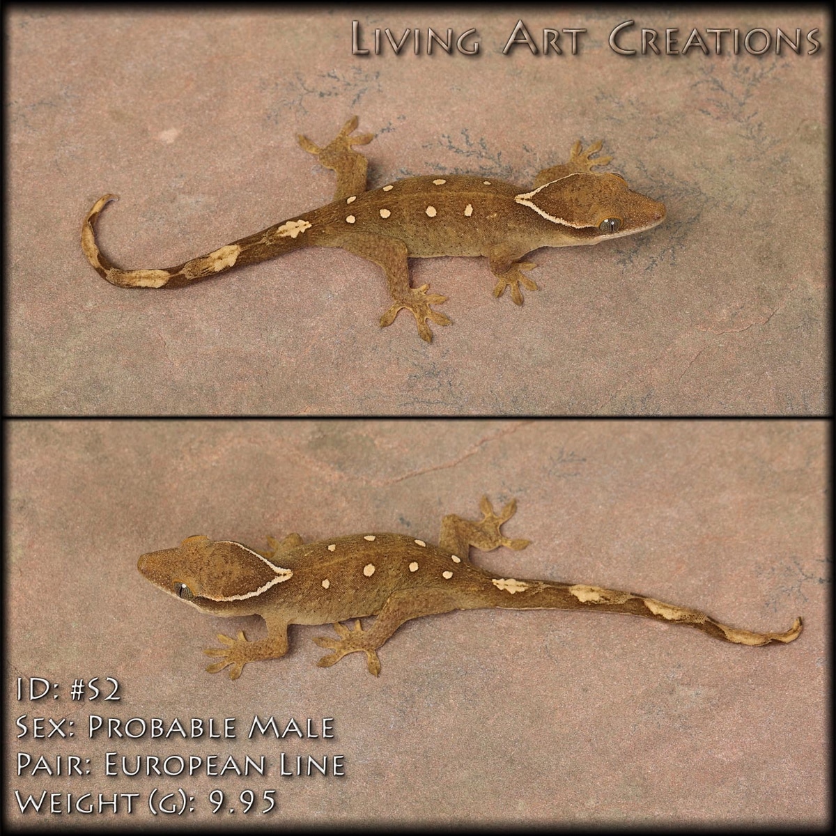 White Collar Sarasinorum More Gecko by LAC Herps - MorphMarket