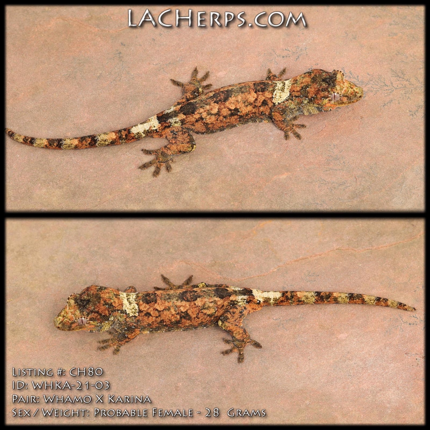 CH80- Nice Probable Female White Collar PI With Great Color ...