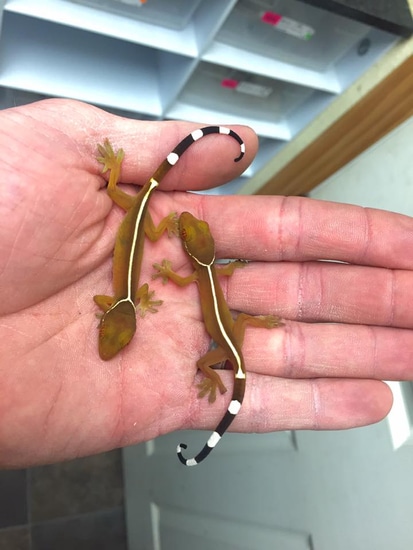 White Lined Gecko / Skunk Geckos - Juveniles More Gecko by Living Art ...