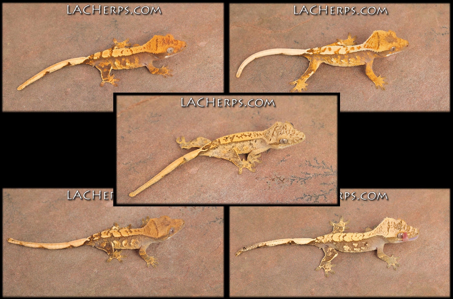 5 Pack Crested Geckos! - Nice Variety, Harlequins, Pinstripes Etc ...
