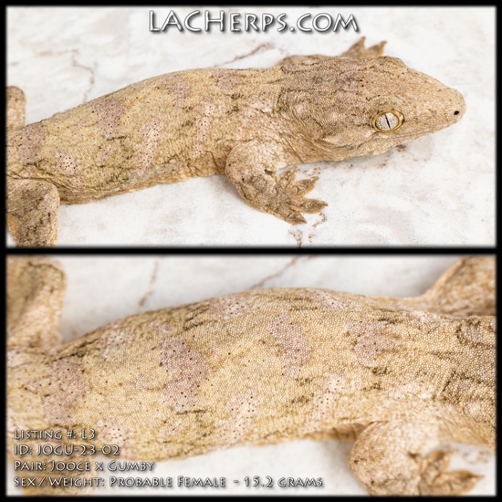 L3 - 66% Het Melanistic Nuu Ana Cross - Prob Female Leachianus Gecko by ...
