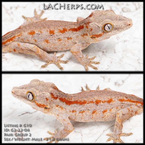 G10 - Nice Partial Red Stripe Gargoyle Gecko - Awesome Buy! ***Weekly ...