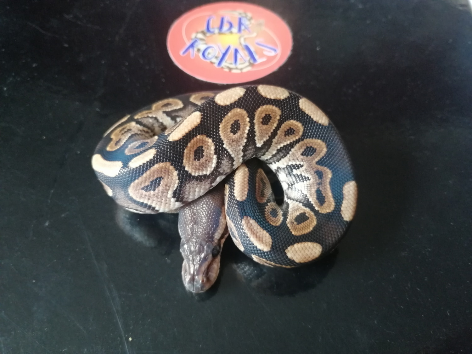 2022 Black Pastel Poss Vanilla Ball Python by CBR Royals - MorphMarket