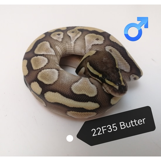 Butter Het Ghost Ball Python by CBR Royals