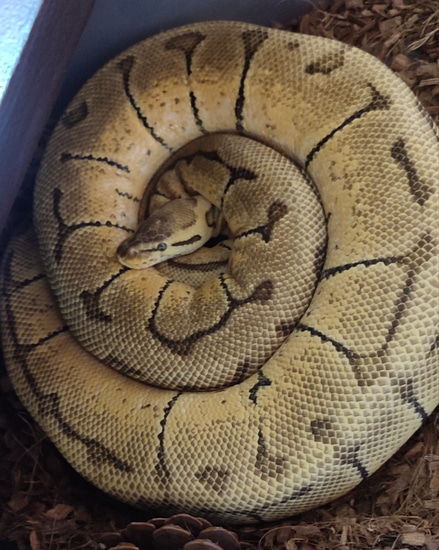 Adult Female Enchi Pin Ball Python by Redreptiles