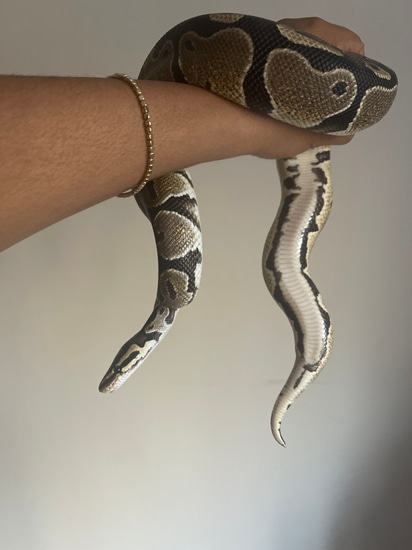 Het Pied RTB Ball Python by Powerhouse Pythons